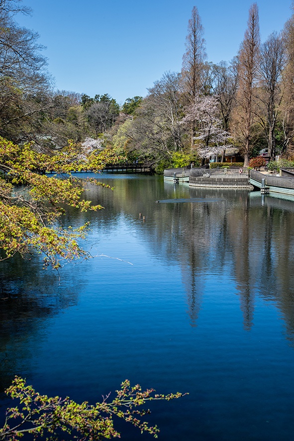Inokashira Park | STAYPLUS